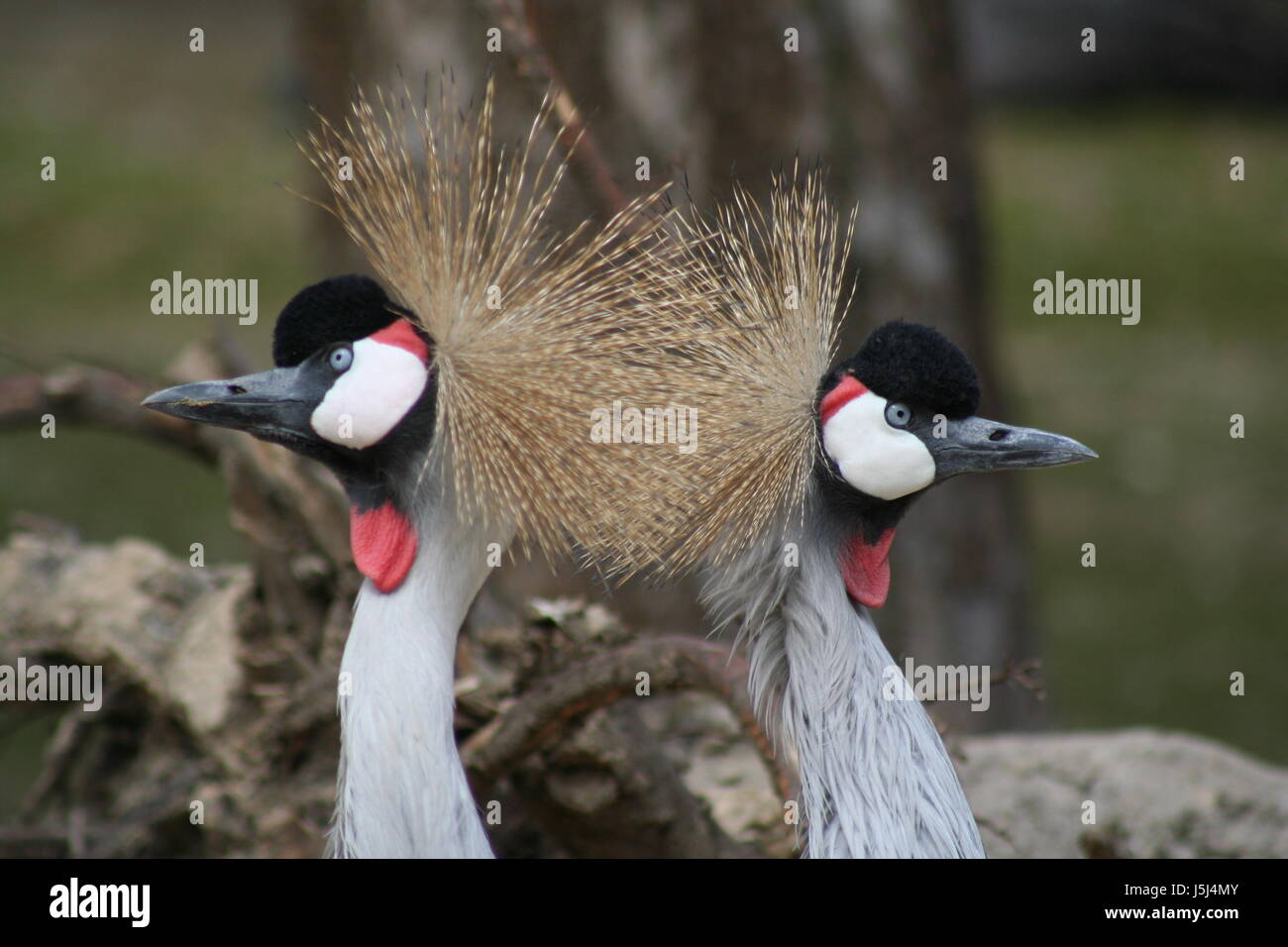 Exotic african bird birds hi-res stock photography and images - Alamy