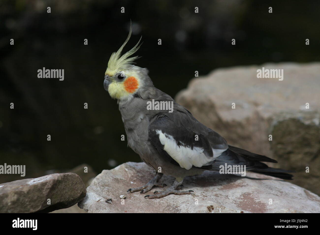 pet bird fauna coloured colourful gorgeous multifarious richly coloured ...