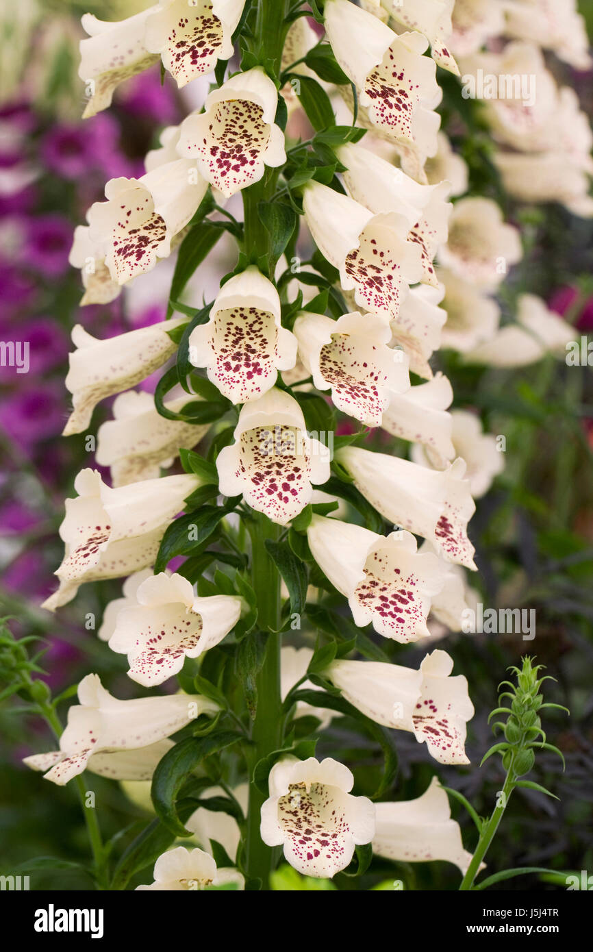 Digitalis 'Dalmatian Cream' flowers in Spring Stock Photo - Alamy