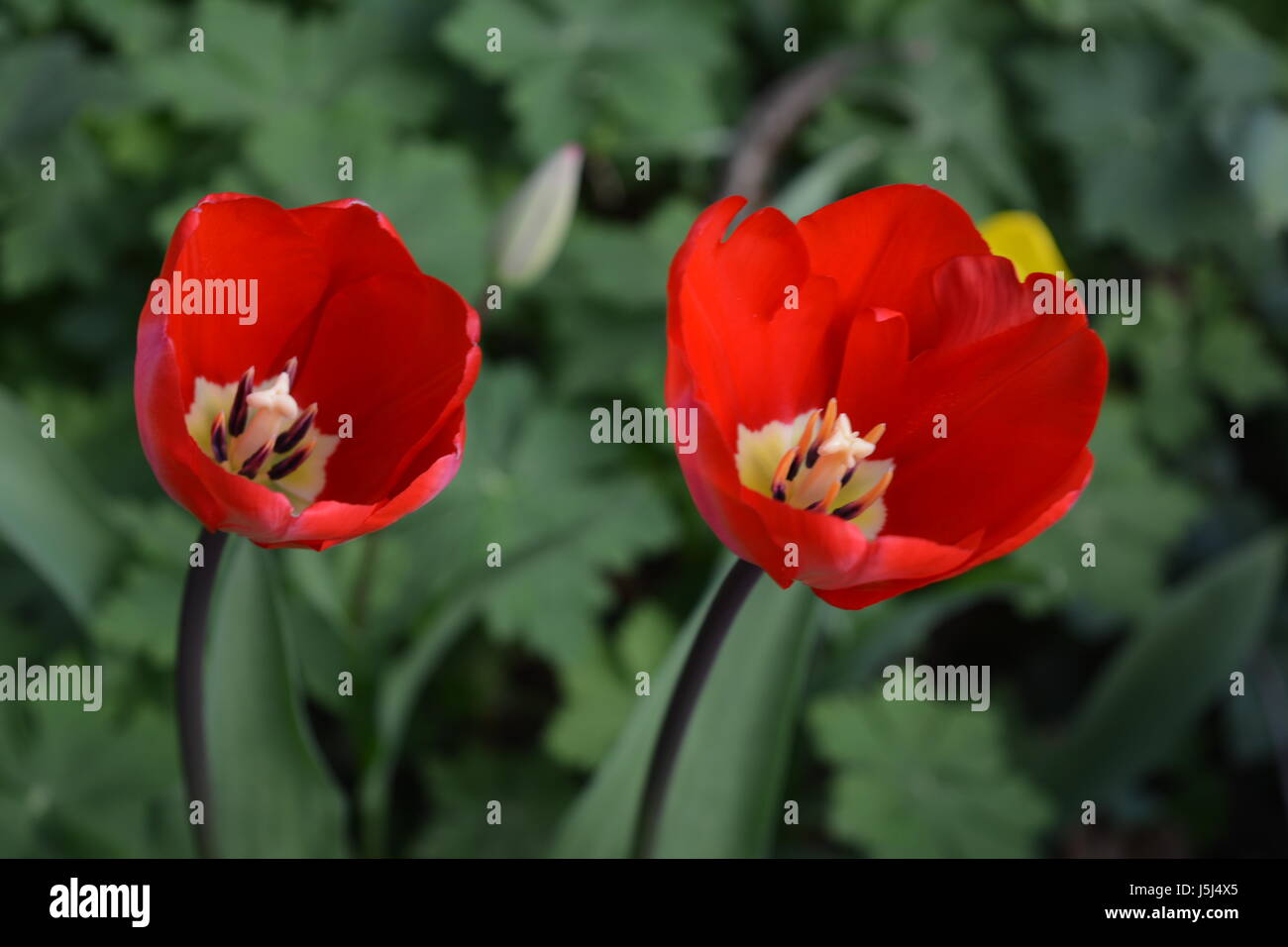 River Rhine country Stock Photo - Alamy
