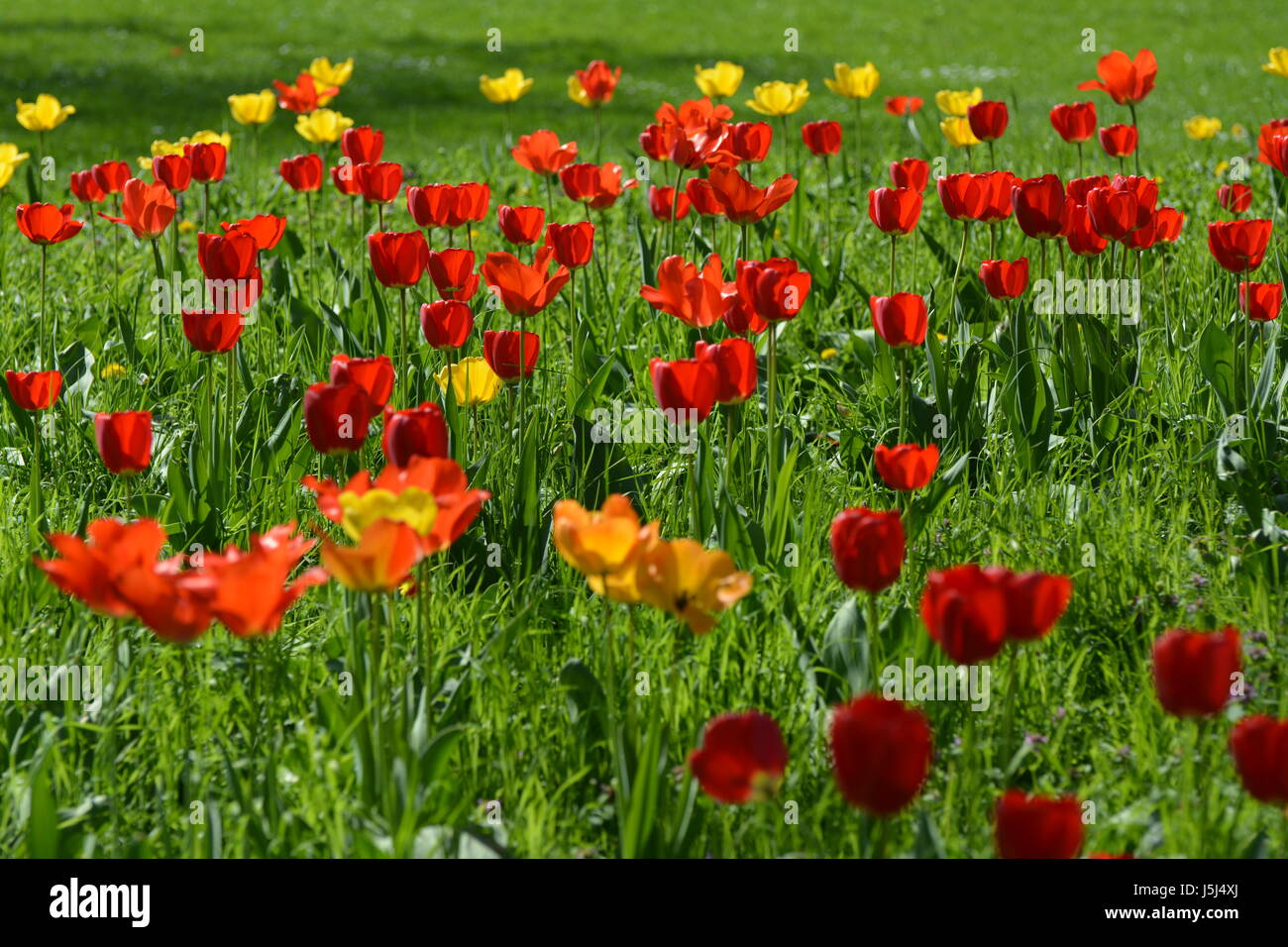River Rhine country Stock Photo - Alamy