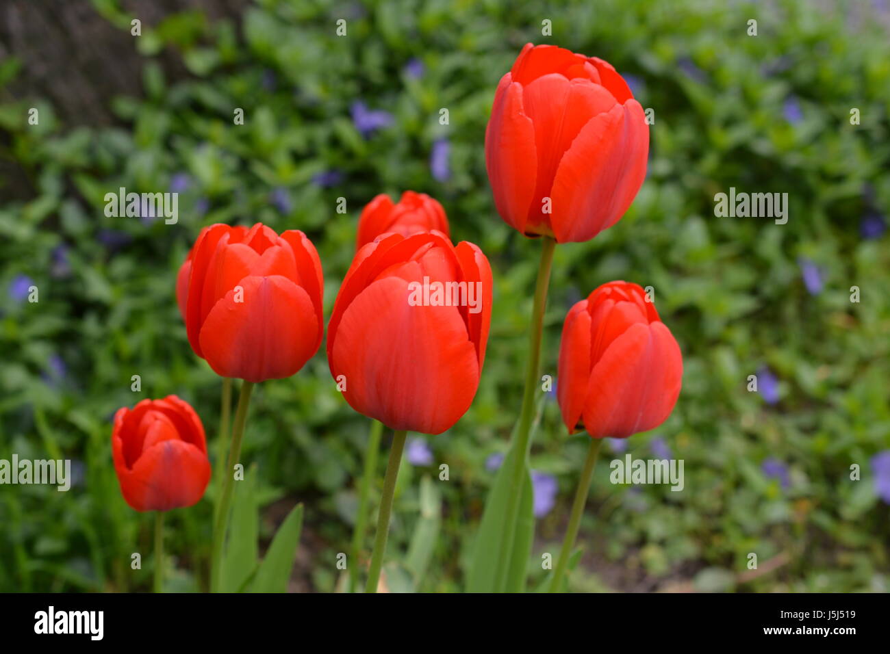 River Rhine country Stock Photo - Alamy