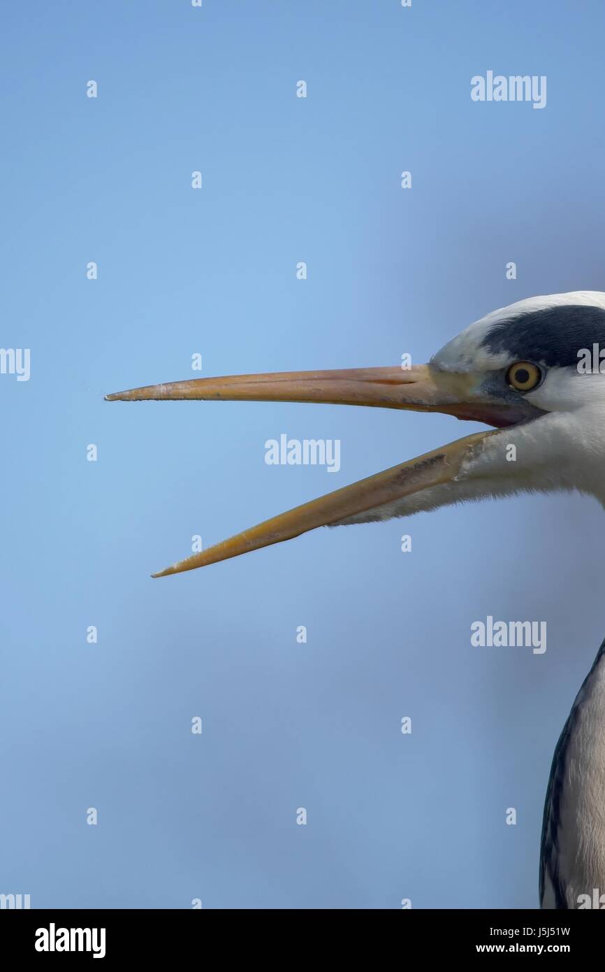 blue eye organ beak tele wildlife open long heron portrait format beaks ...