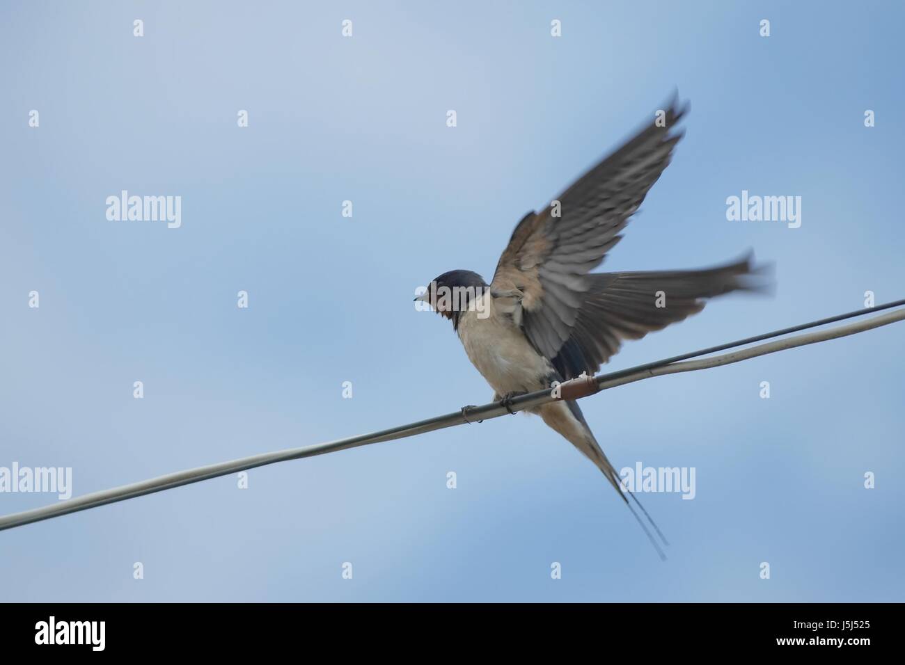 blue wing spring tele wildlife open landscape format swallow put ...