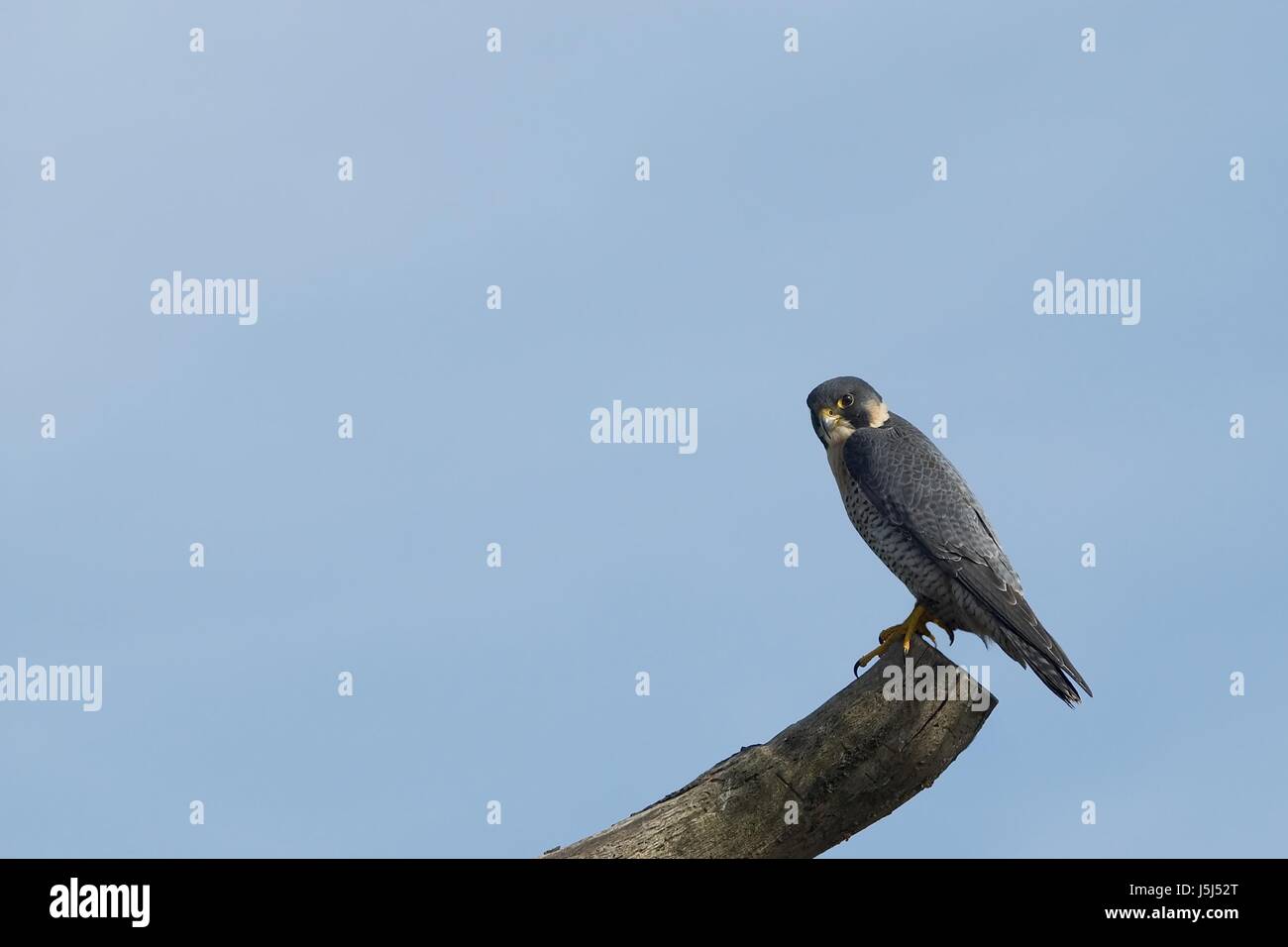 hunter portrait falcon raptor branch tele put sitting sit fast quick ...