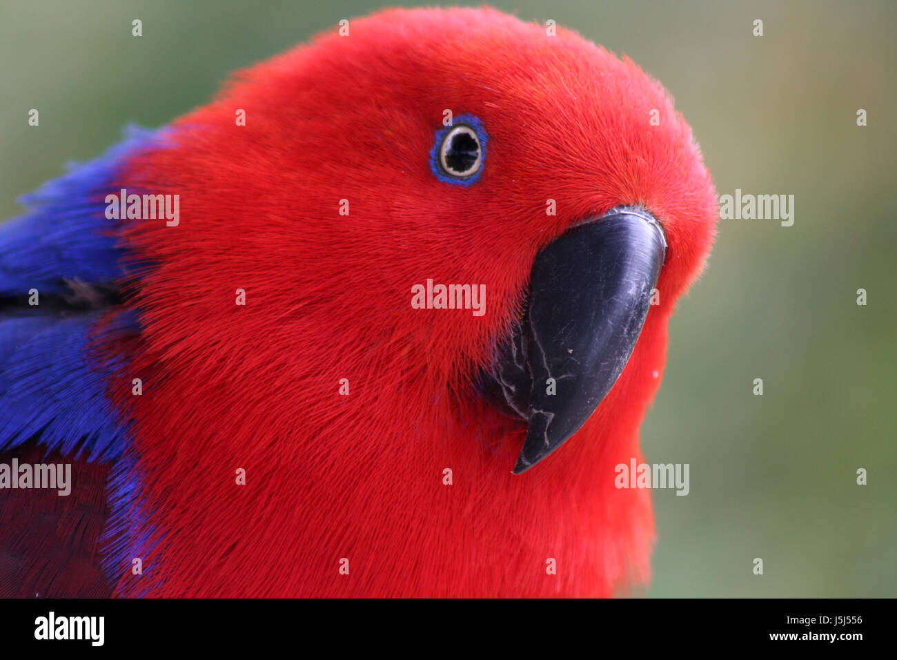 bird coloured colourful gorgeous multifarious richly coloured eye organ ...