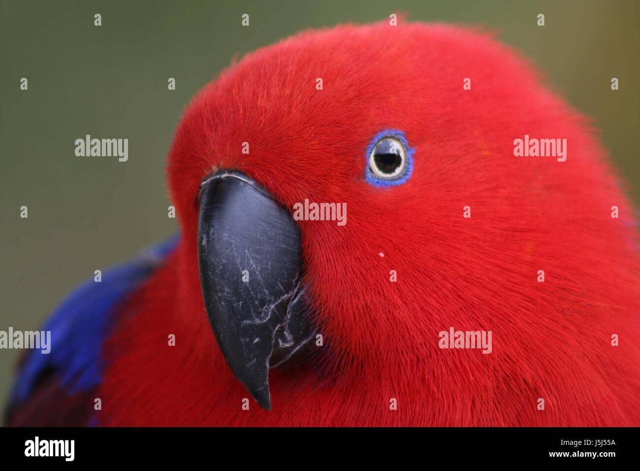 bird coloured colourful gorgeous multifarious richly coloured eye organ ...