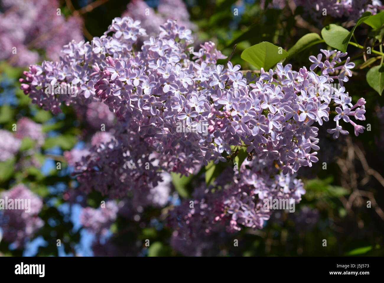 River Rhine country Stock Photo - Alamy
