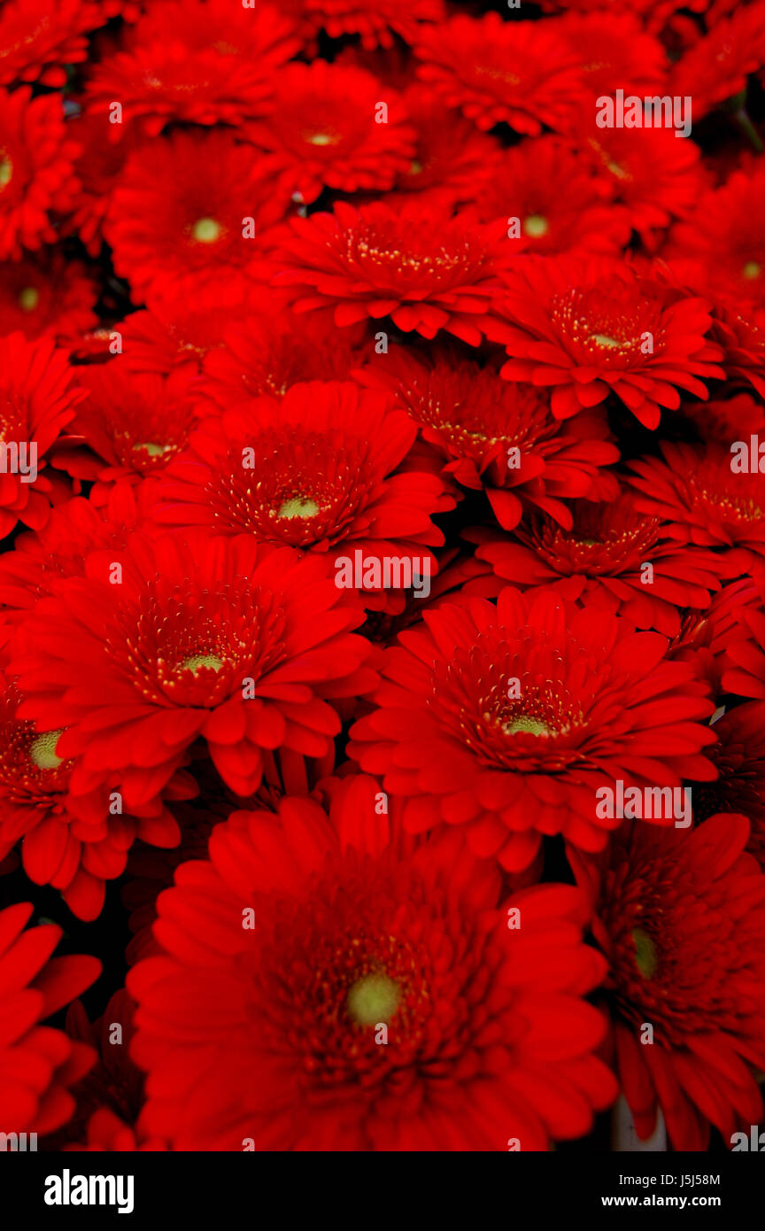 colour flower flowers plant summer summerly blossoms spring gerbera ...