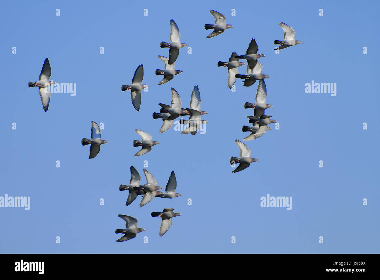 flight bird birds to gorge engulf devour pigeon swarm school pigeons ...