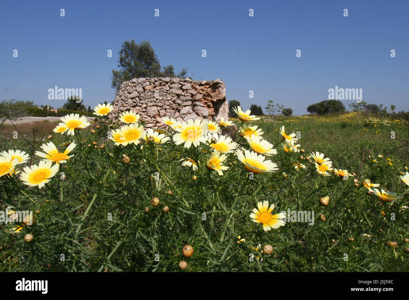 blossoms spring flower meadow ruin seasons bleed primitive italy stones ...