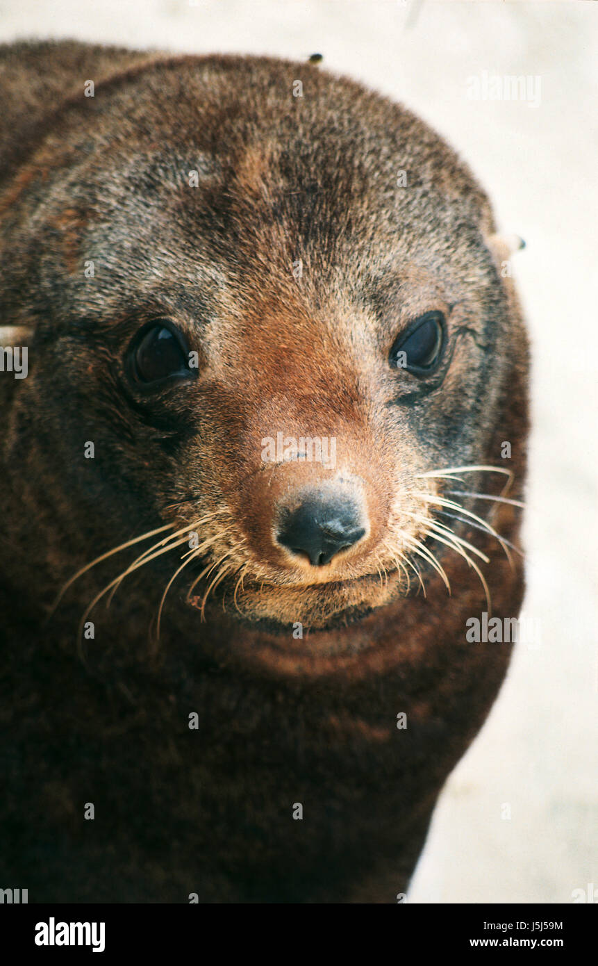detail animal mammal face beach seaside the beach seashore eyes nose ...