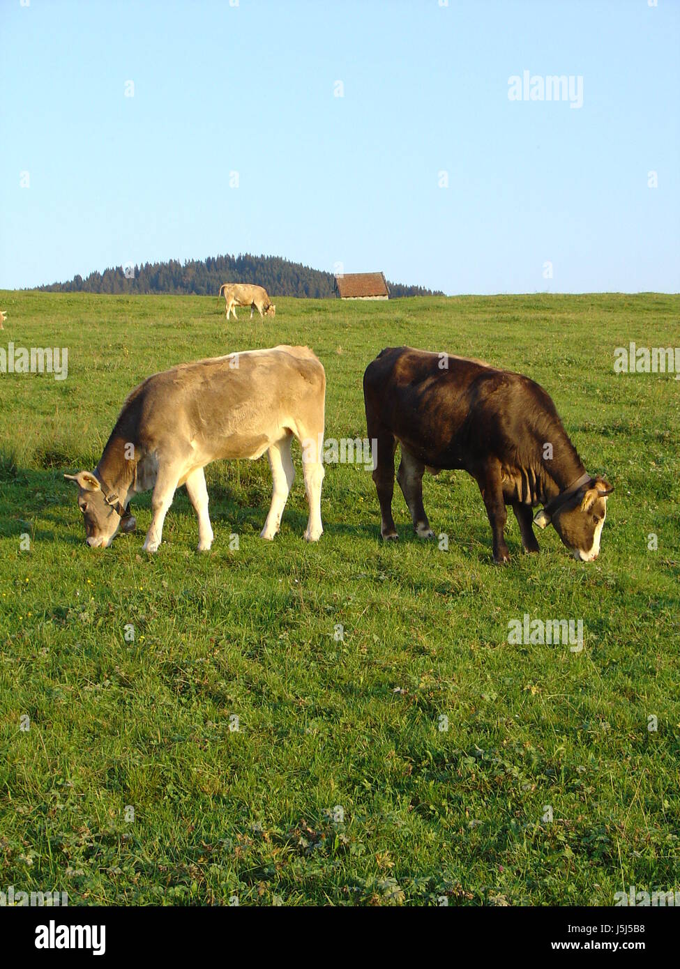 shine shines bright lucent light serene luminous bucolic animal green ...