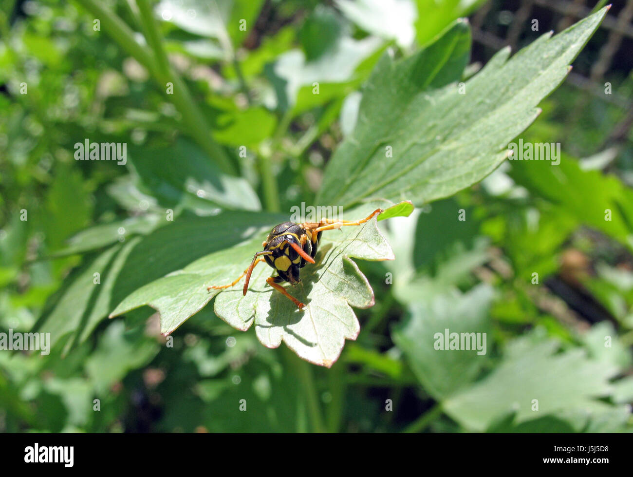 legs macro close-up macro admission close up view detail insect green ...