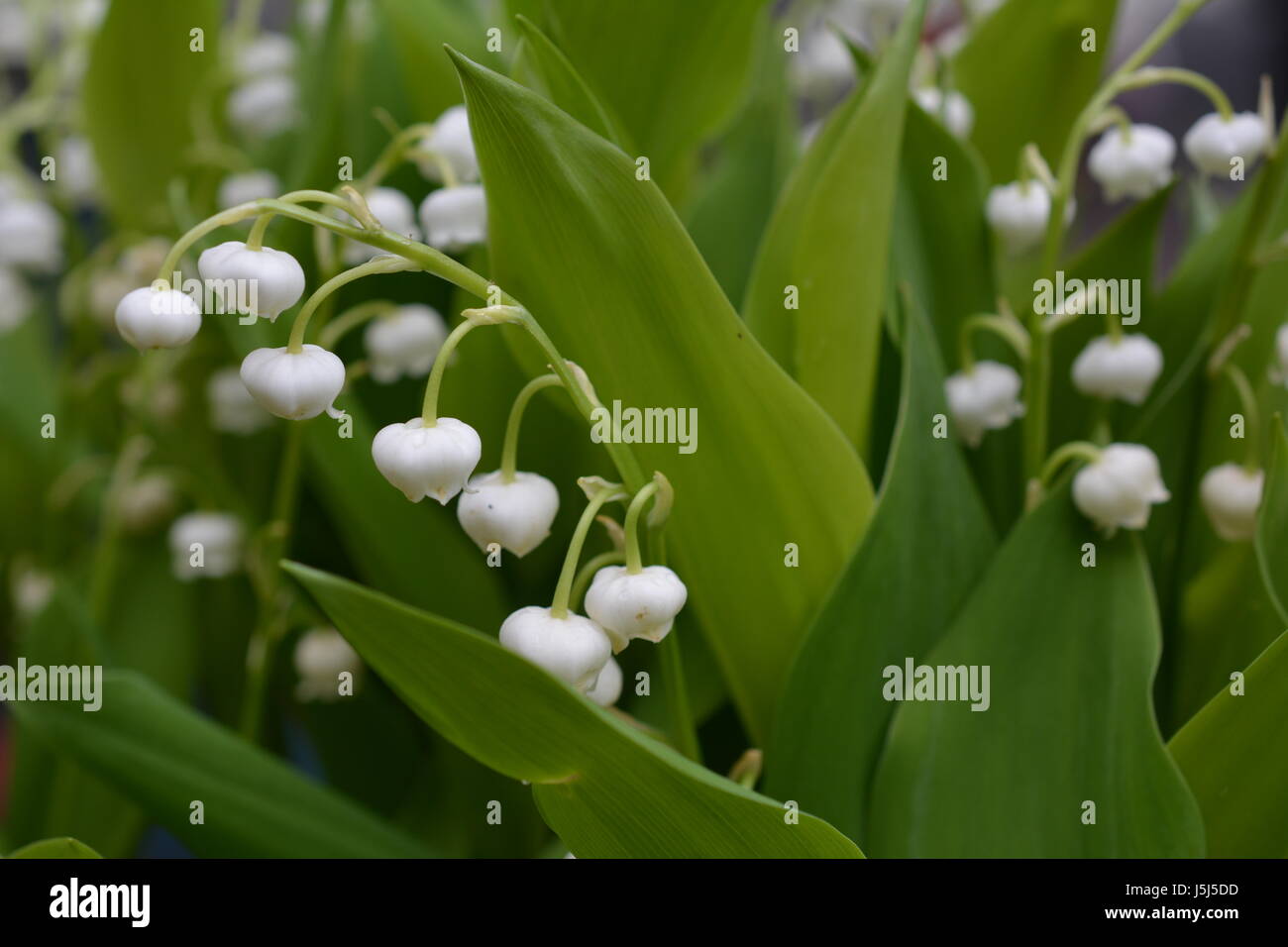 River Rhine country Stock Photo - Alamy