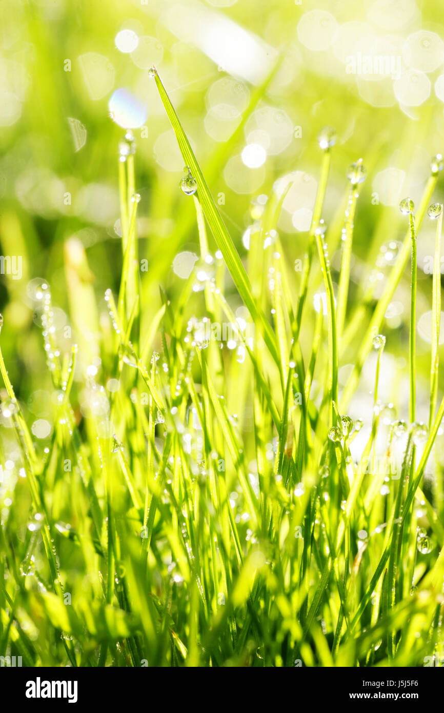 shine shines bright lucent light serene luminous beautiful beauteously ...