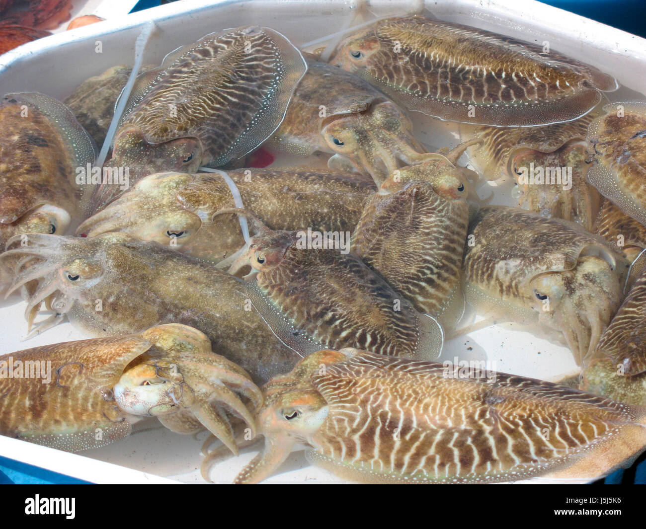 go out sepia seafood gulf squid italian naples italy birthday enjoying ...