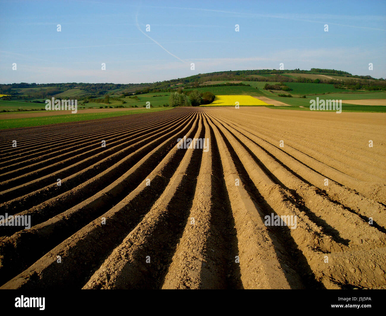 agriculture farming field acre farmer asparagus seed design shaping ...
