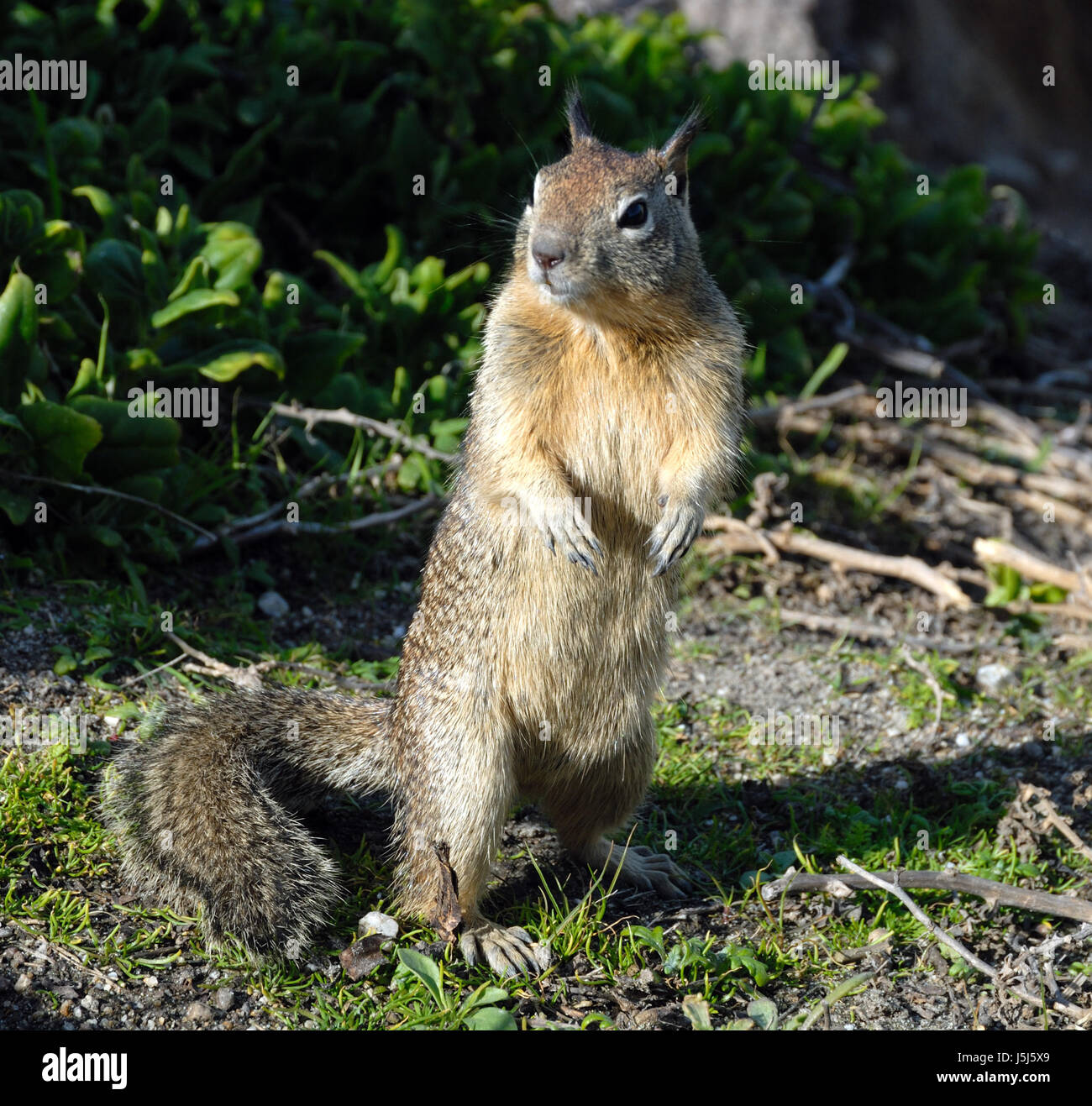 animal curiosity eyes rodent interest squirrel agile sport sports run ...