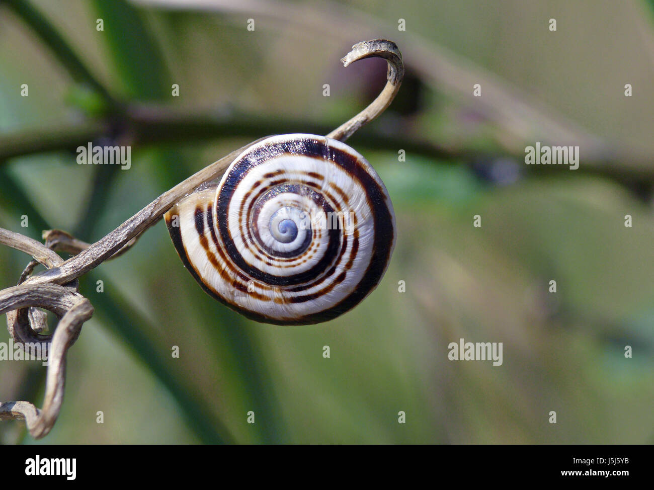 Torsion torsion hi-res stock photography and images - Alamy