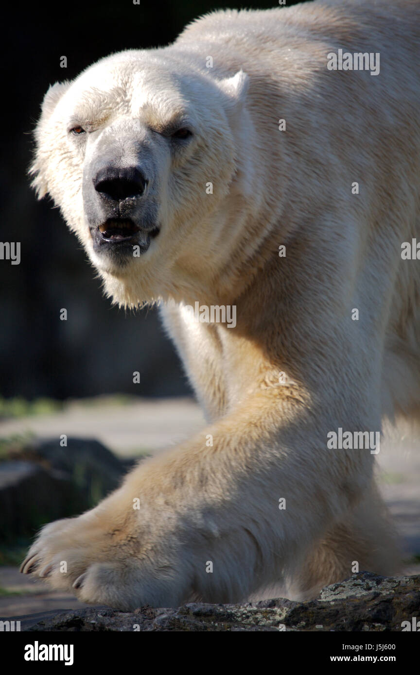 bear teeth polar bear eyes skin predator muzzle roar moo announcement ...