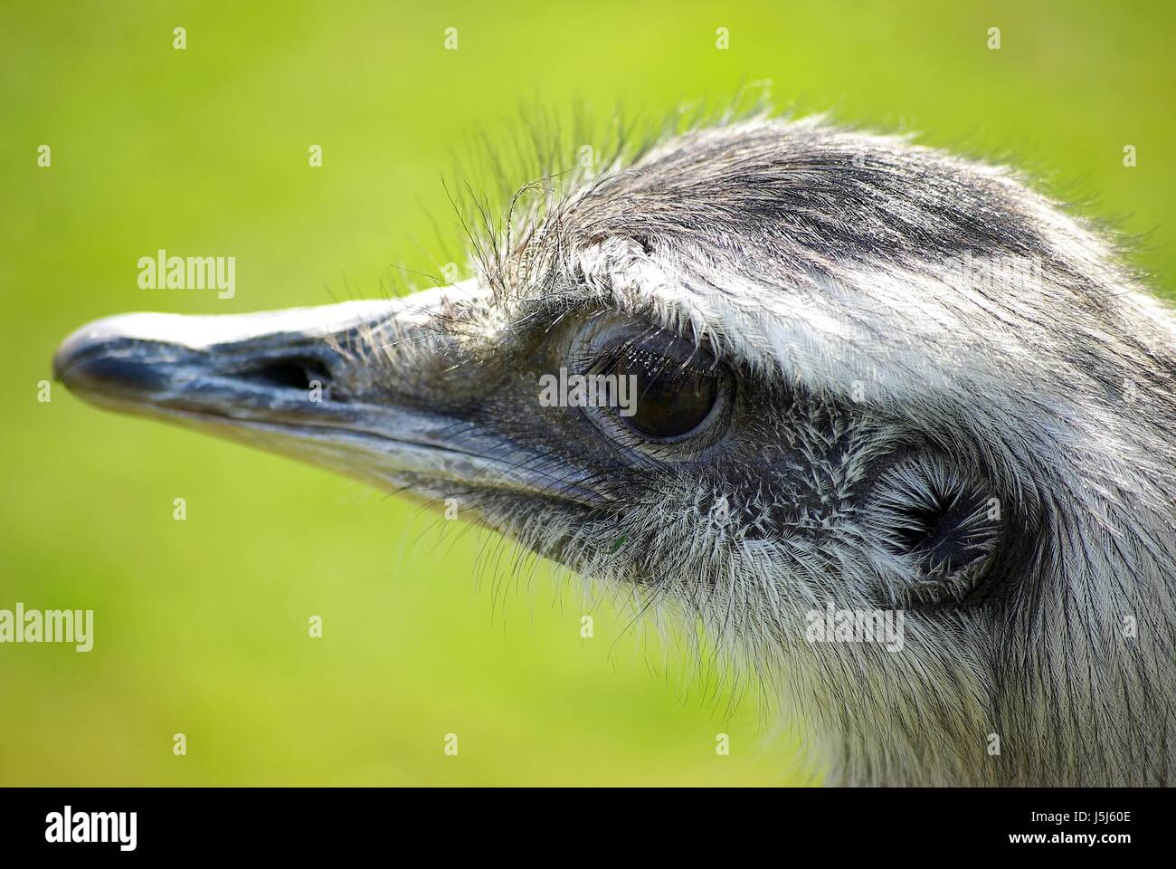 a nandu part 2 Stock Photo - Alamy