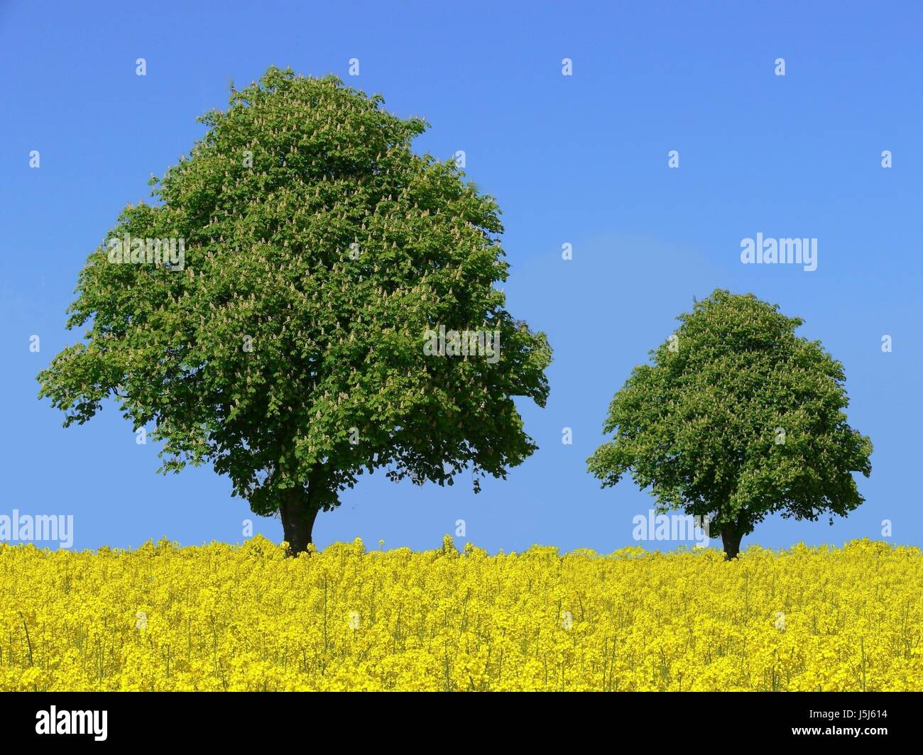 blue eco environment enviroment tree trees plant green bloom blossom ...