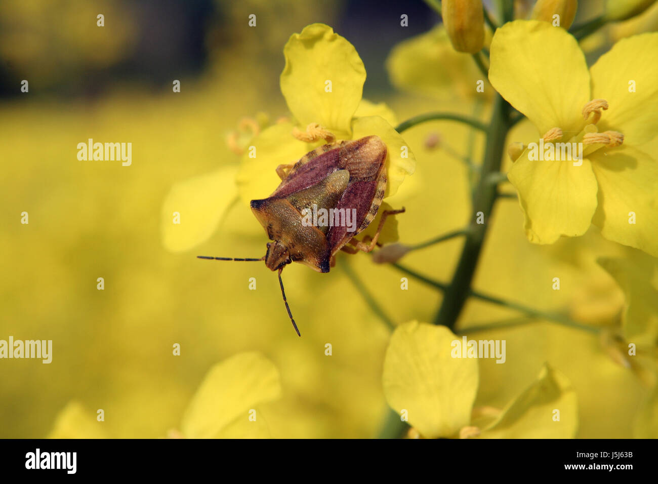 insect coleseed Rape field beetle bug insect brown brownish brunette ...