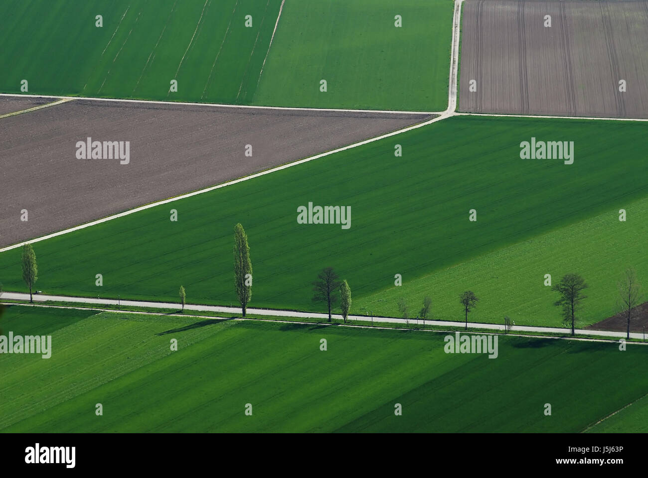 tree trees green agriculture farming field switzerland spring fields ...