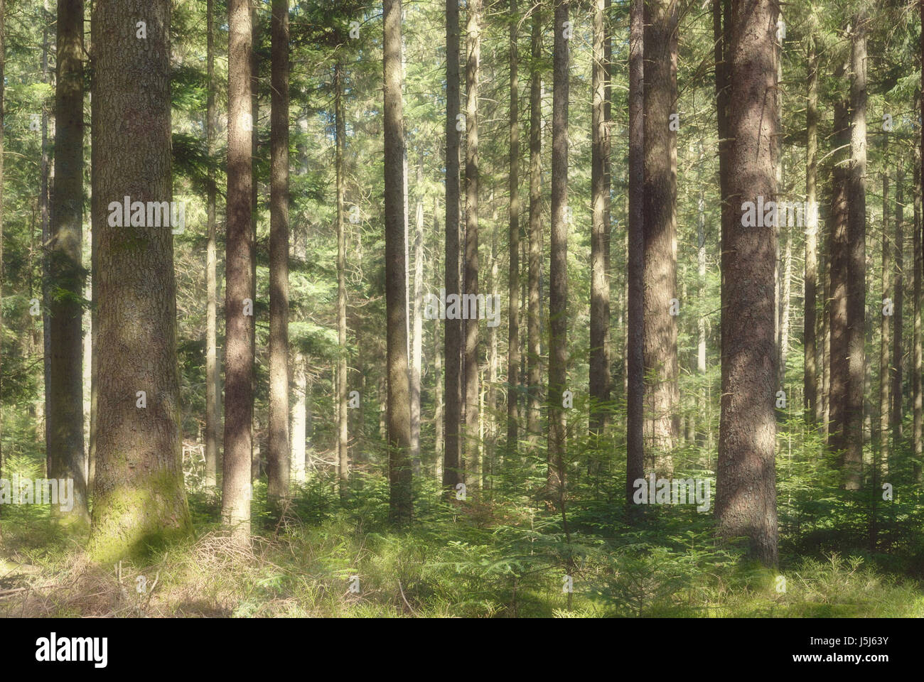 Bausstamm hi-res stock photography and images - Alamy