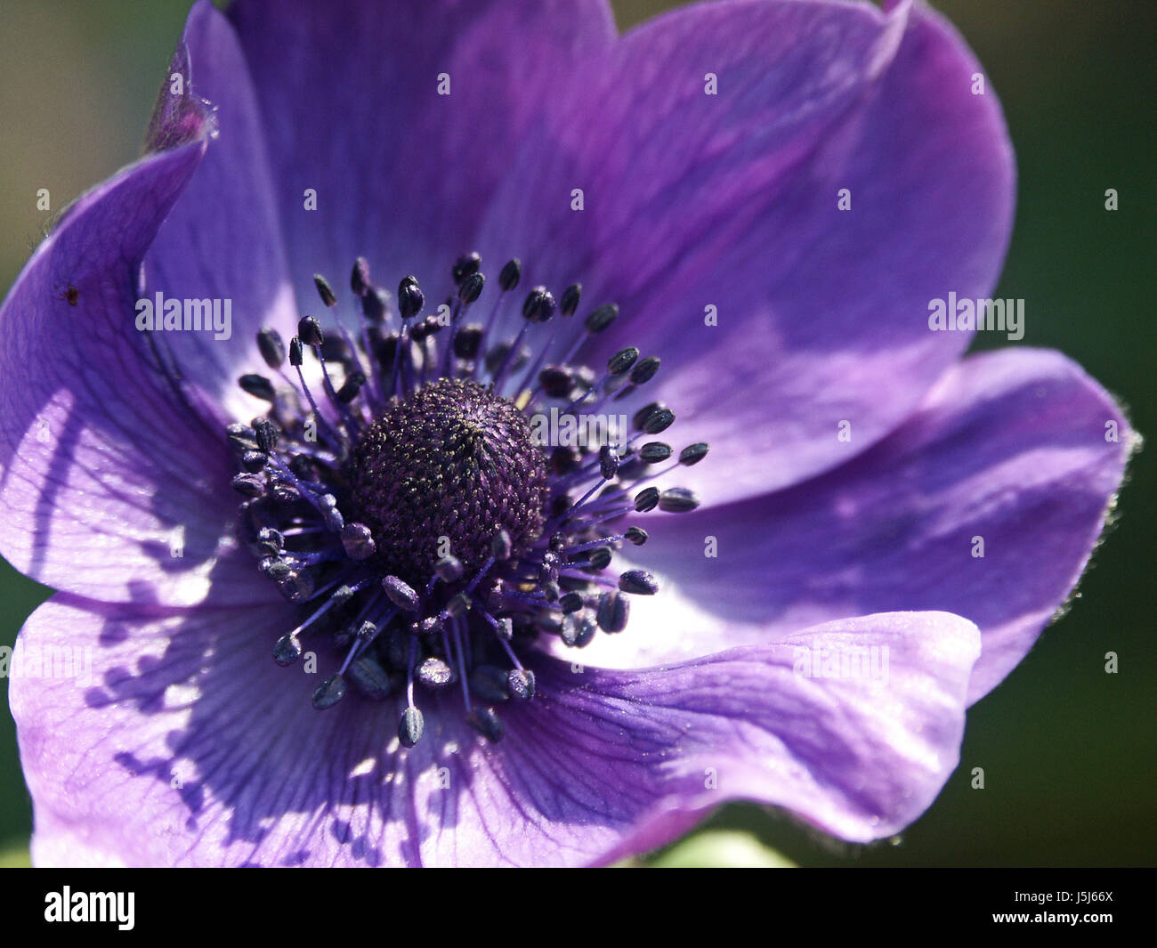 blue green purple violet homeopathy means agent medicine drug remedy ...