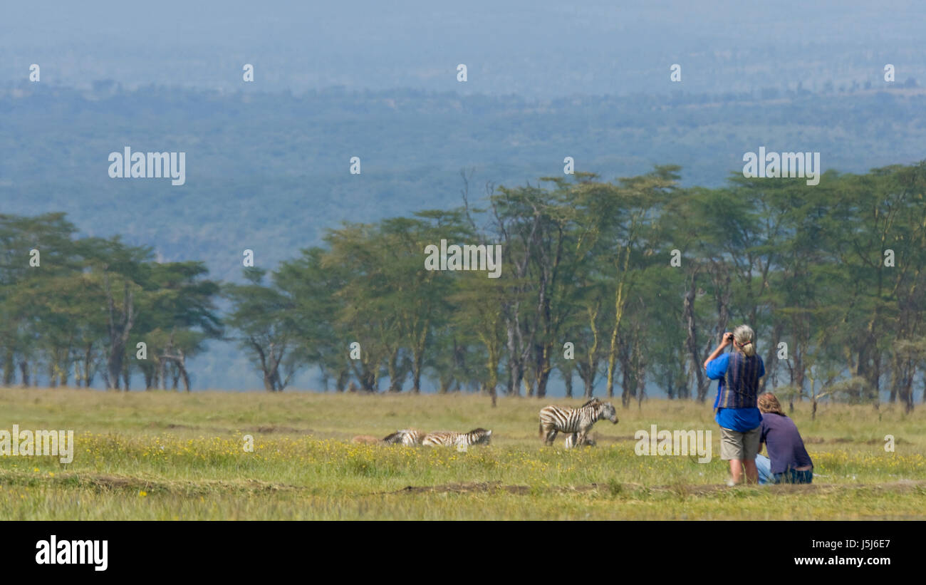 People watching wildlife at Lake Nakuru Kenya East Africa Stock Photo ...