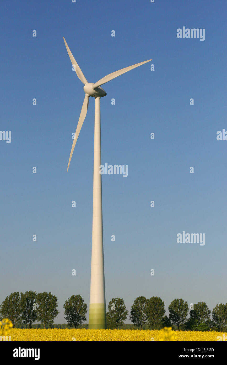 blue tree trees coleseed energy power electricity electric power spring ...