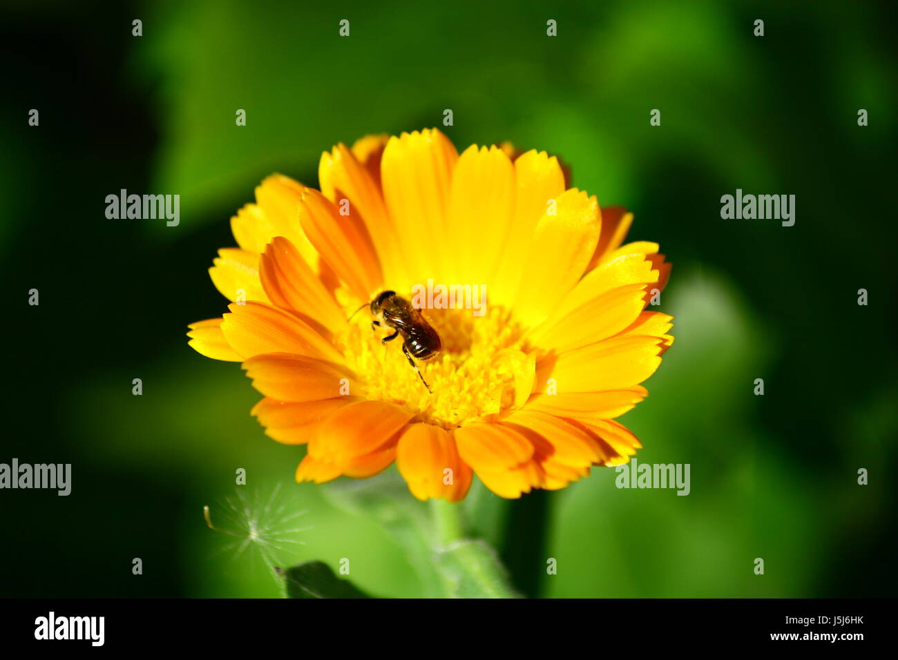 orange shine shines bright lucent light serene luminous garden flower ...