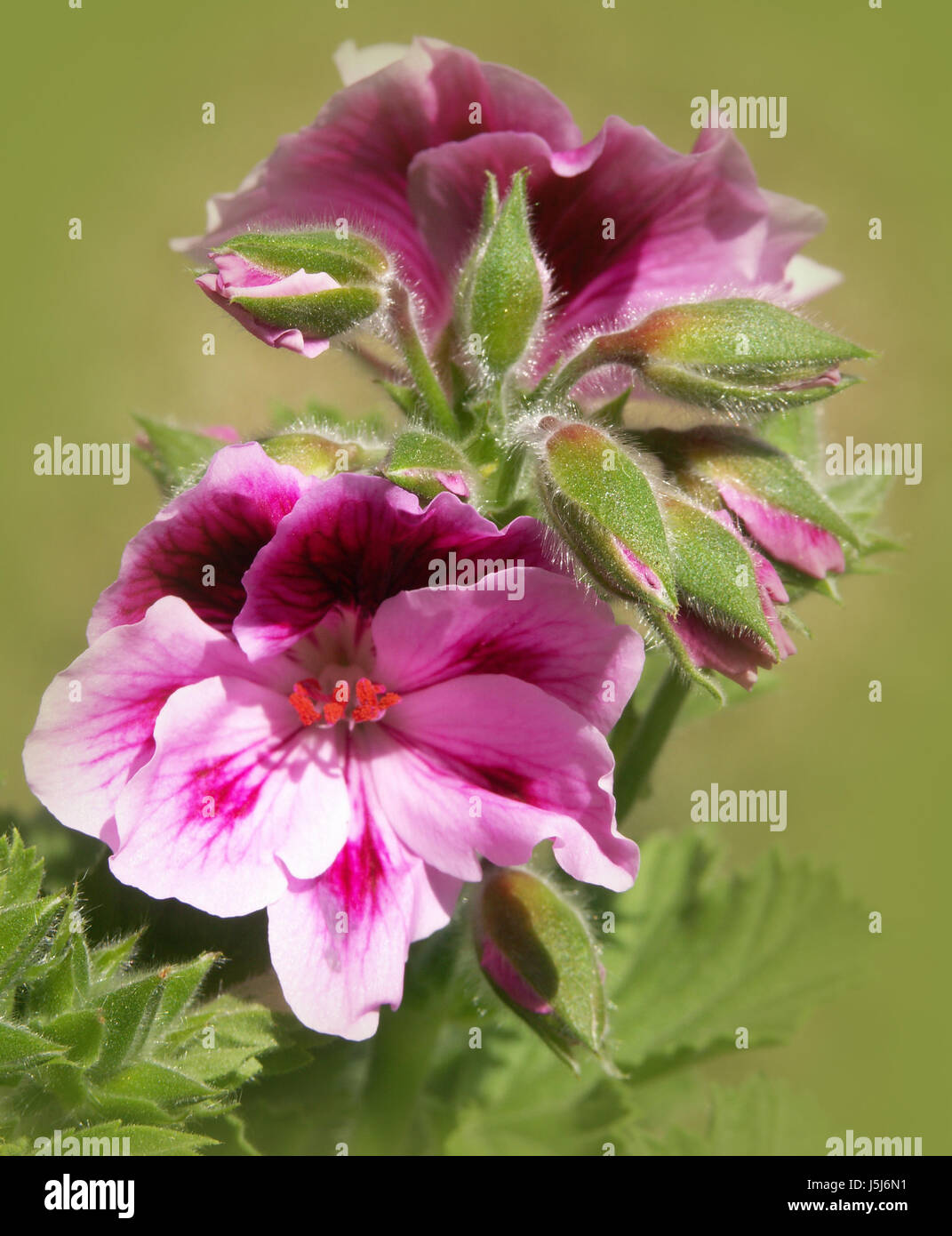 English geranium hi-res stock photography and images - Alamy