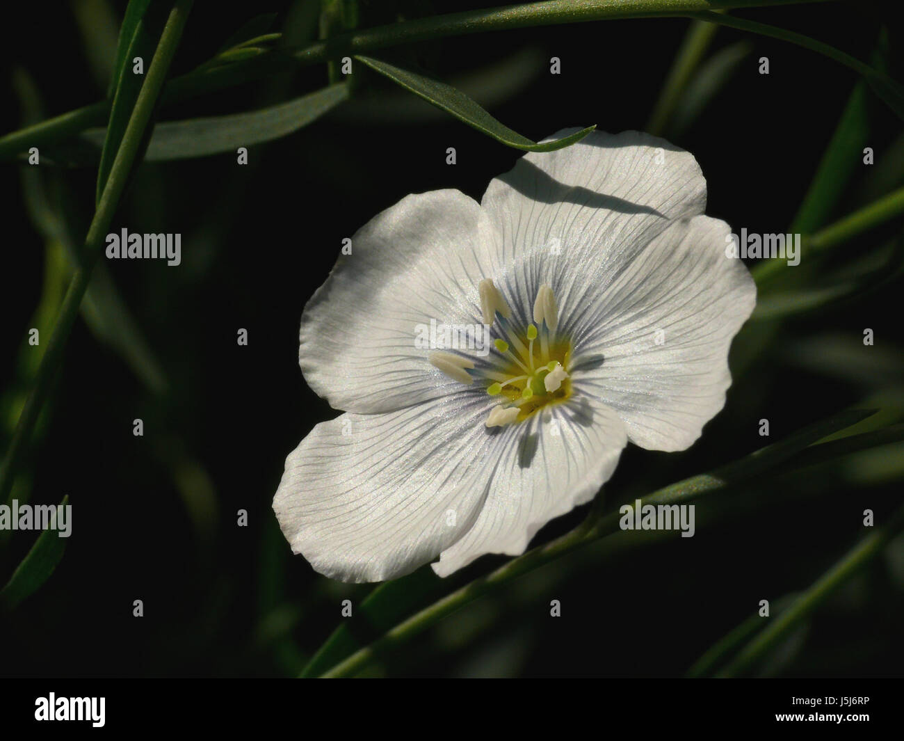 linum perenne nanum diamond Stock Photo - Alamy
