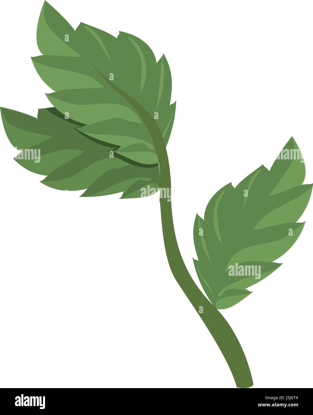 Mint plant leaves Stock Vector Image & Art - Alamy