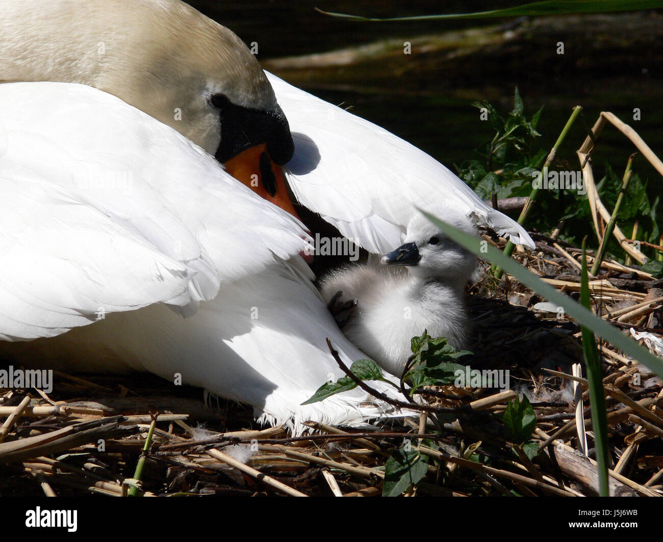conversation bird swan birds feathers beak offspring young animal beaks ...