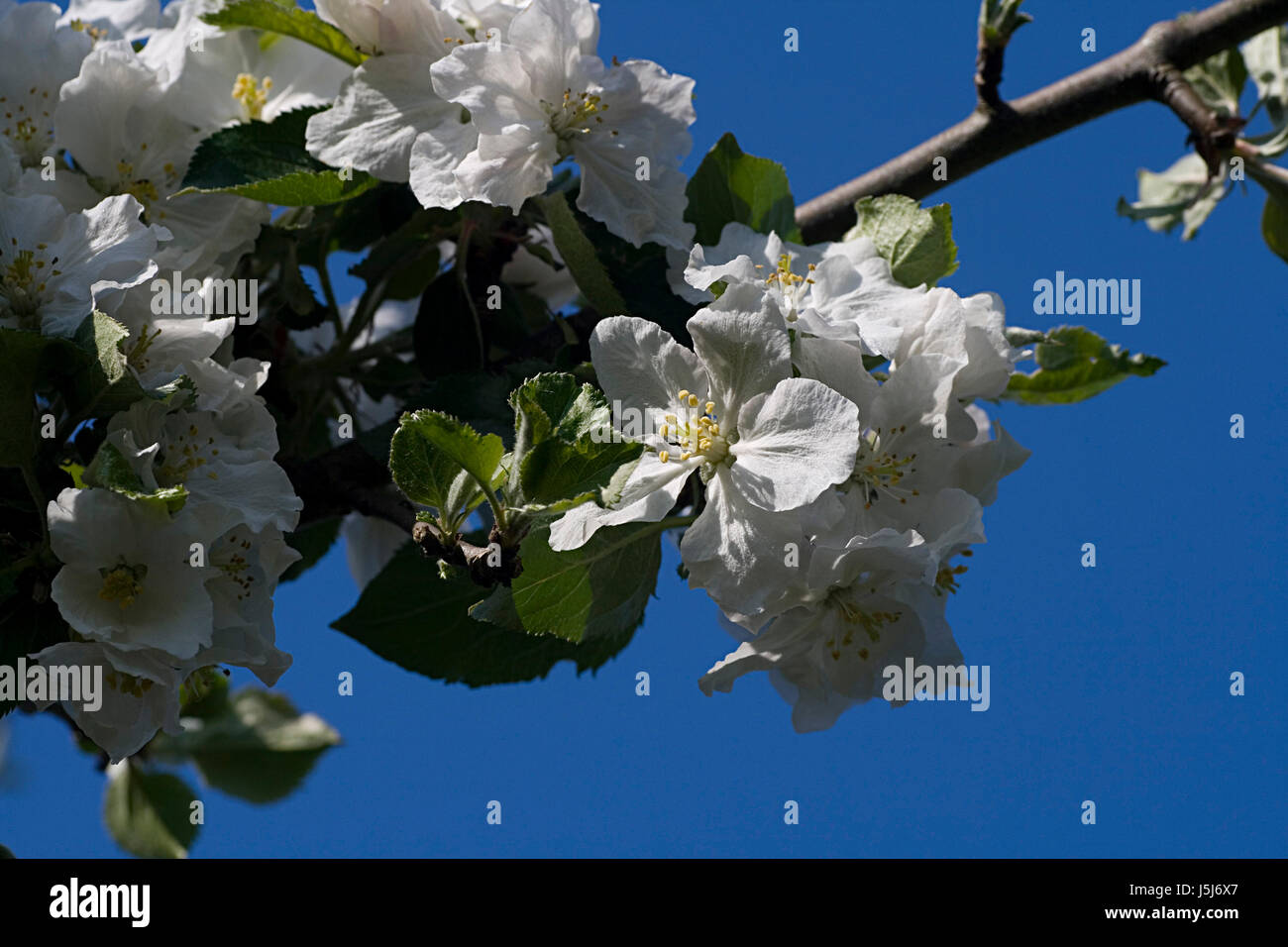 blue tree green bloom blossom flourish flourishing spring apple tree ...