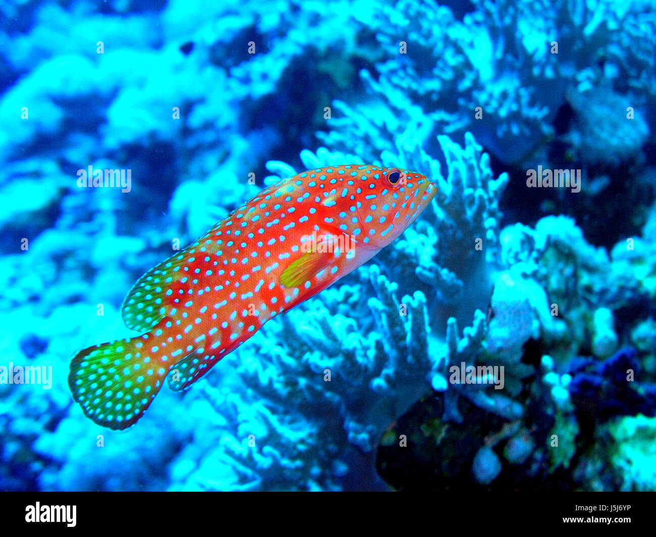 blue eyes underwater hovel dots dive fins harsh reef fin salt water sea ...