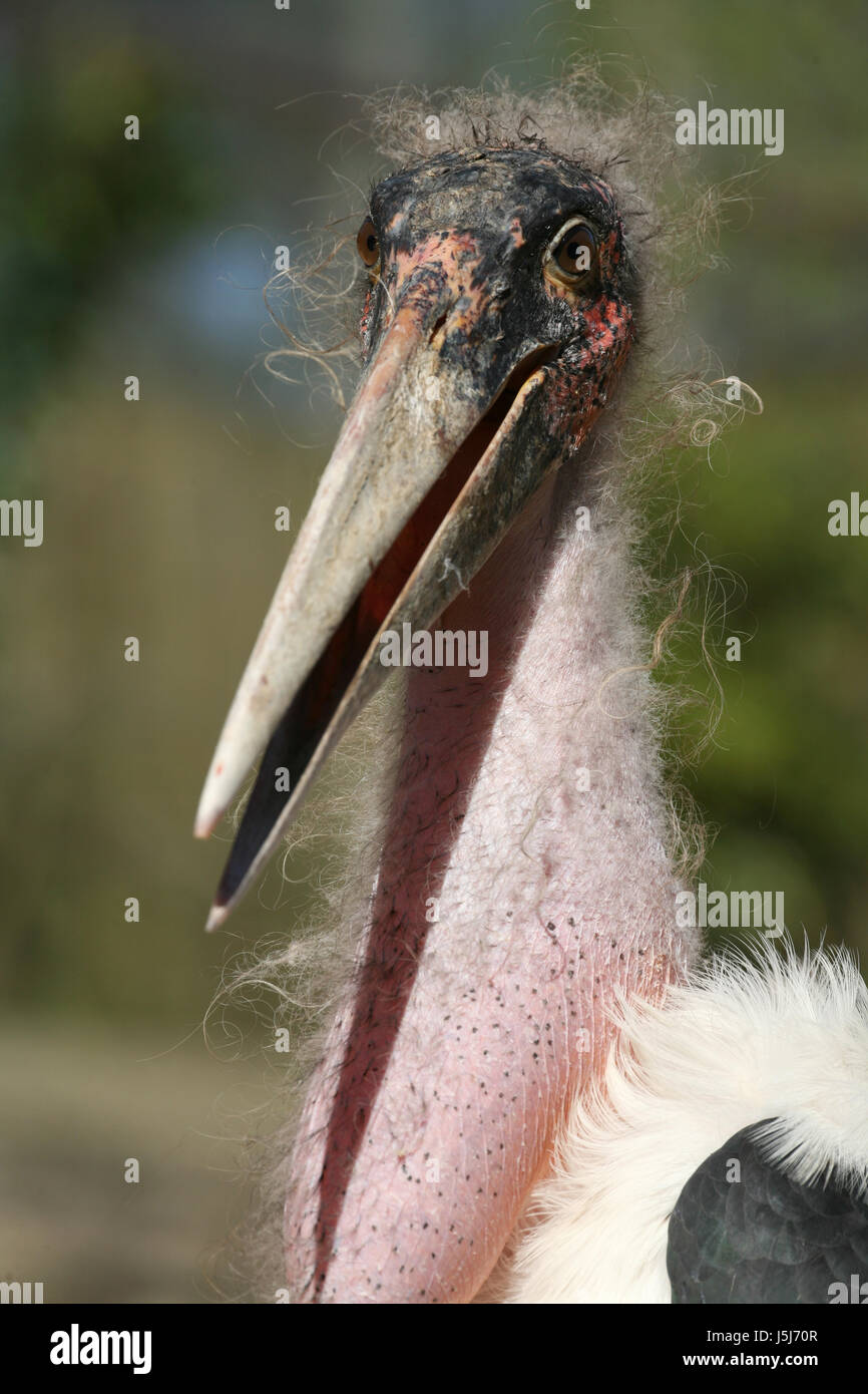 bird birds feathers beak scavenger exotic feathering striking beaks ...