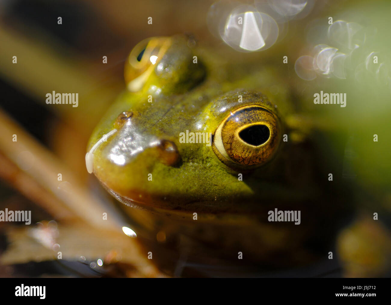 animal amphibian eye organ eyes frog quiet grab observe fresh water ...