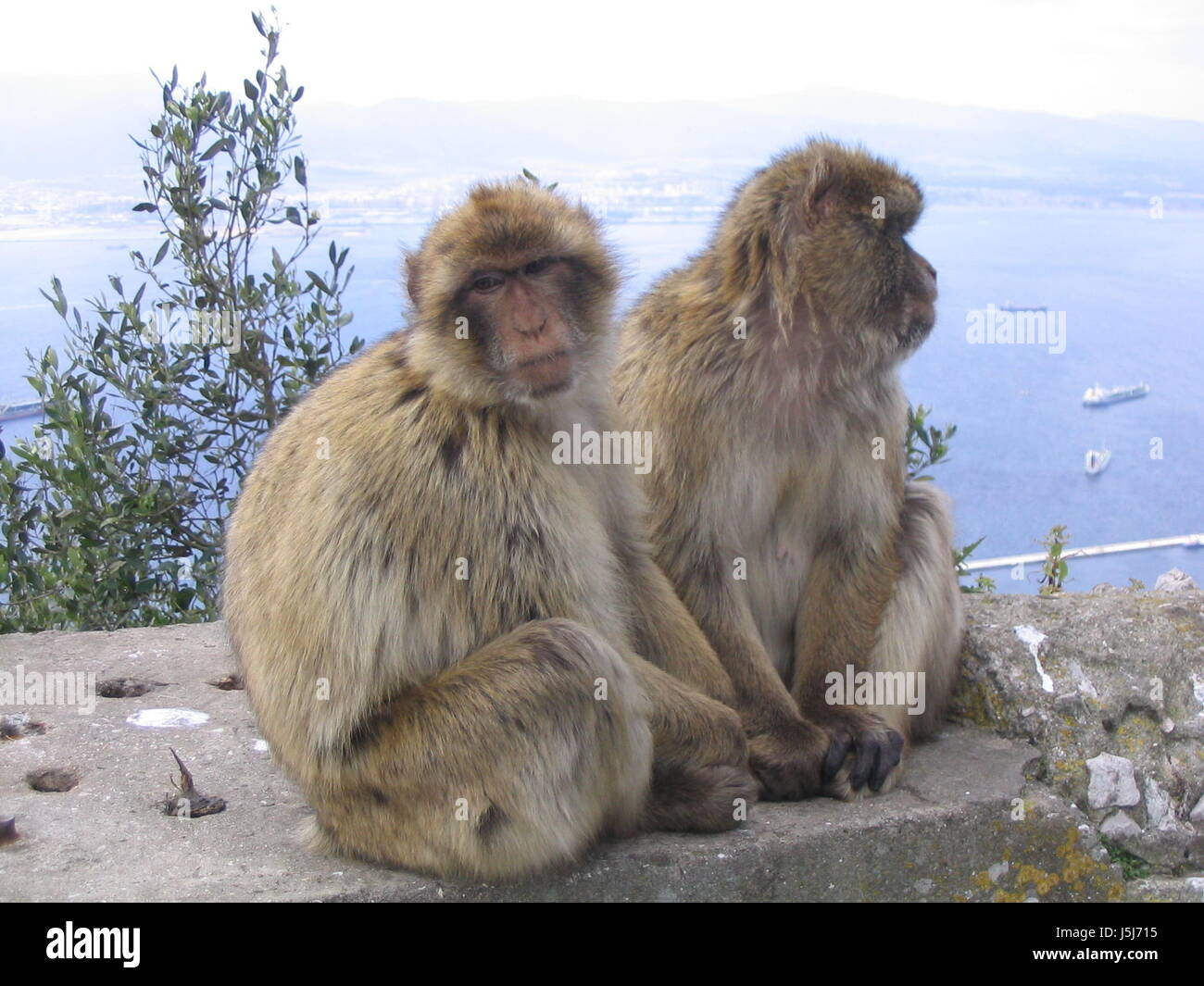 Good monkey hi-res stock photography and images - Alamy