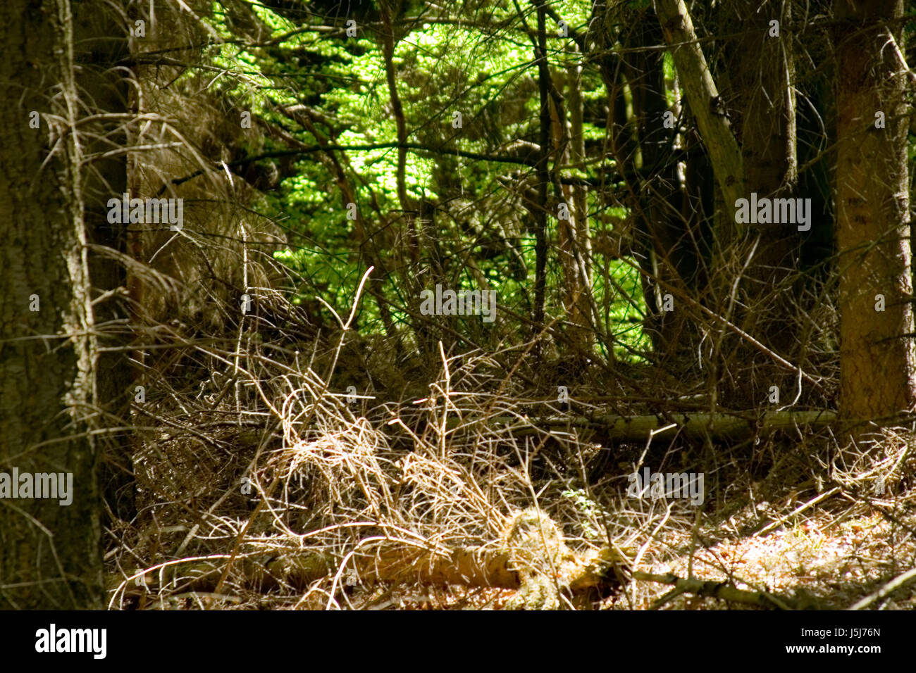 environment enviroment tree trees woods coppice ways paths path way ...