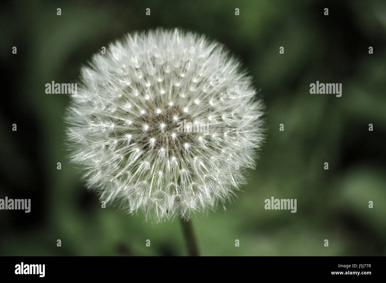 Pust hi-res stock photography and images - Alamy