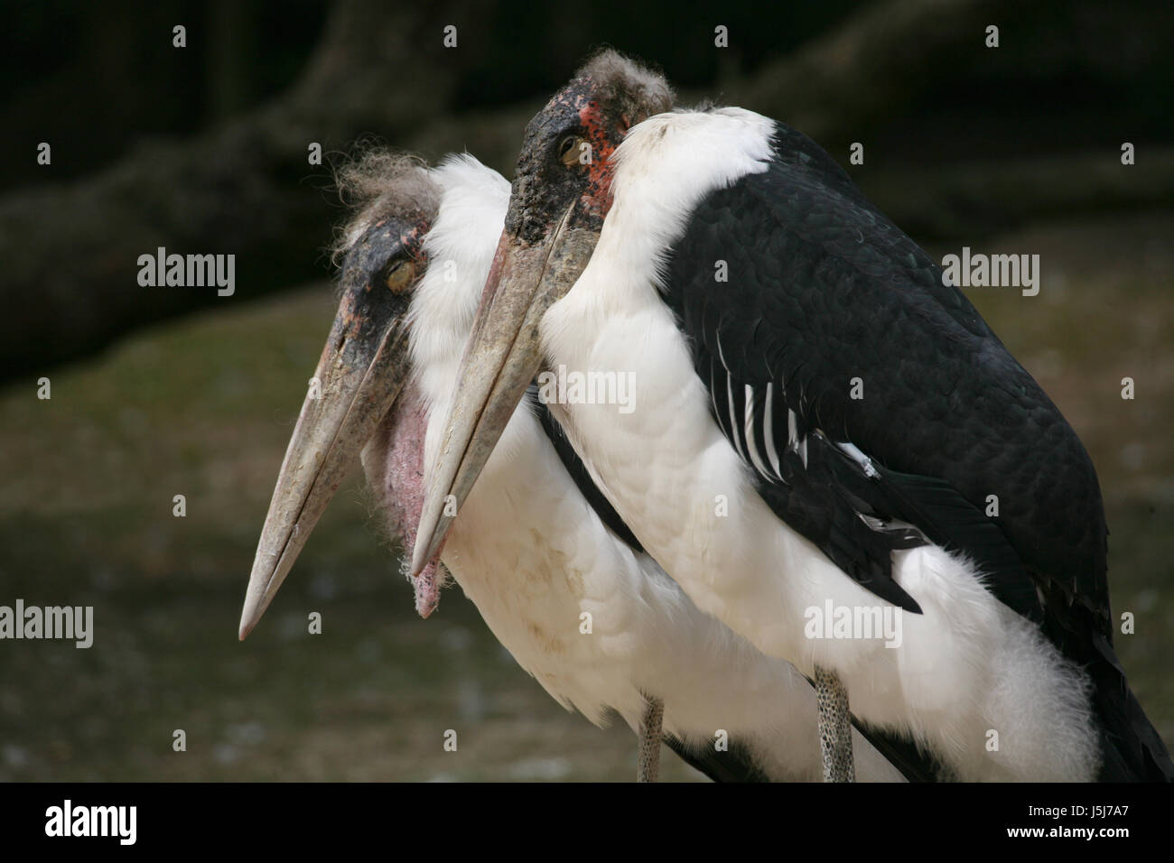 bird birds feathers beak scavenger exotic feathering striking beaks ...