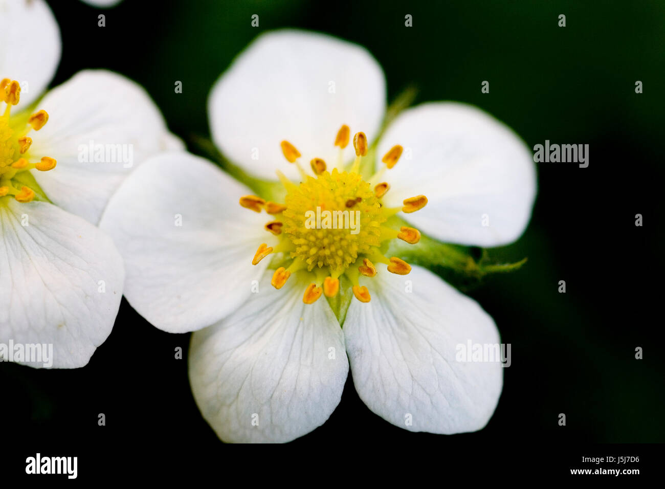 macro close-up macro admission close up view animal bud buds pollen ...