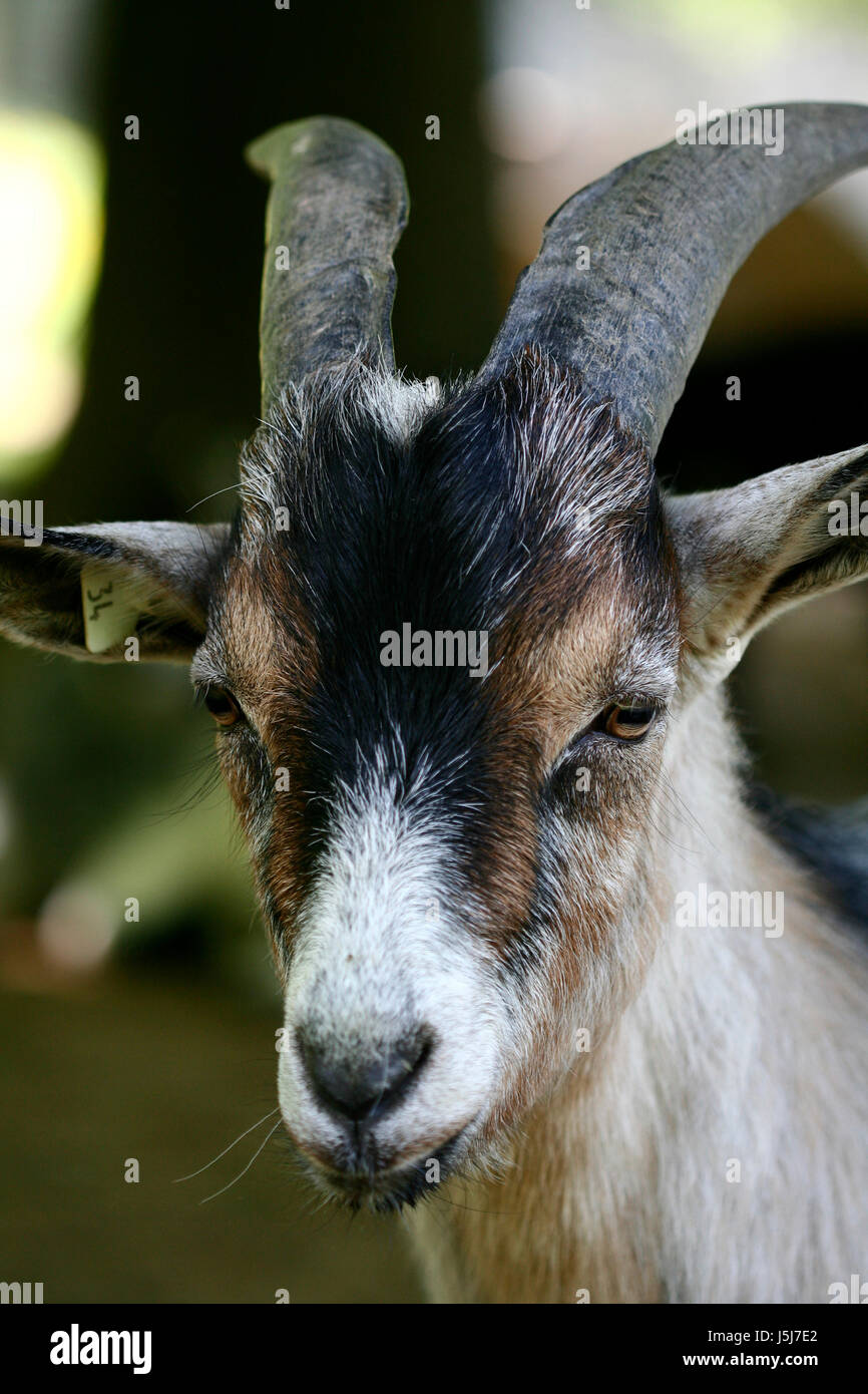 shine shines bright lucent light serene luminous animal pet mammal ...