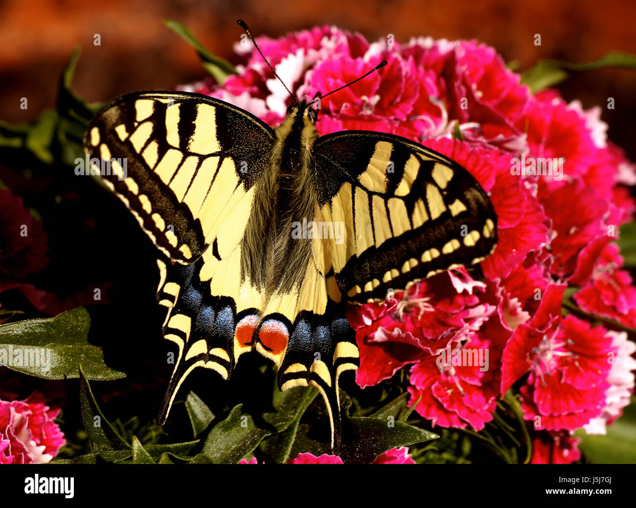 Boy and butterflies hi-res stock photography and images - Alamy