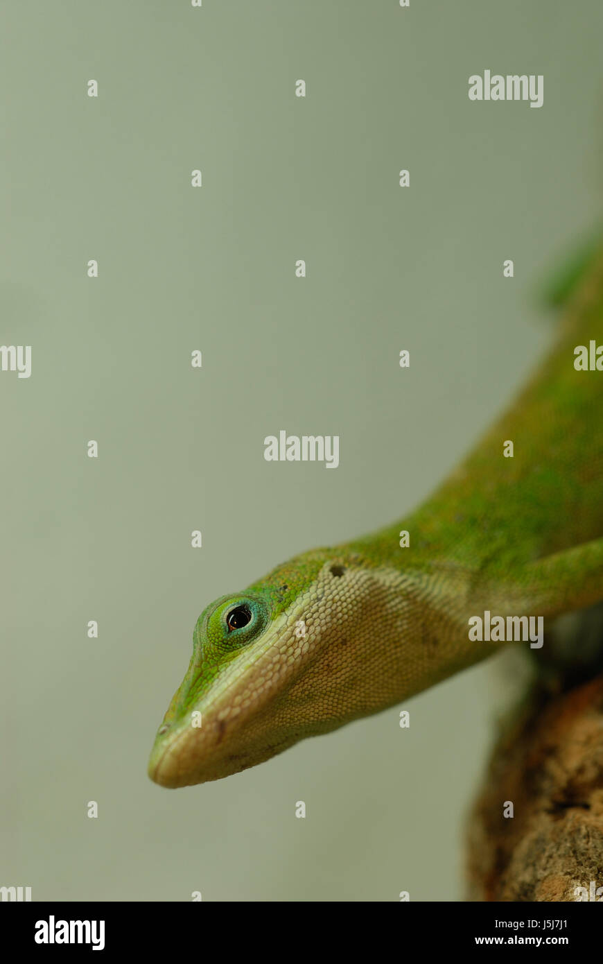 green saurian small tiny little short iguana predator rainforest rain ...
